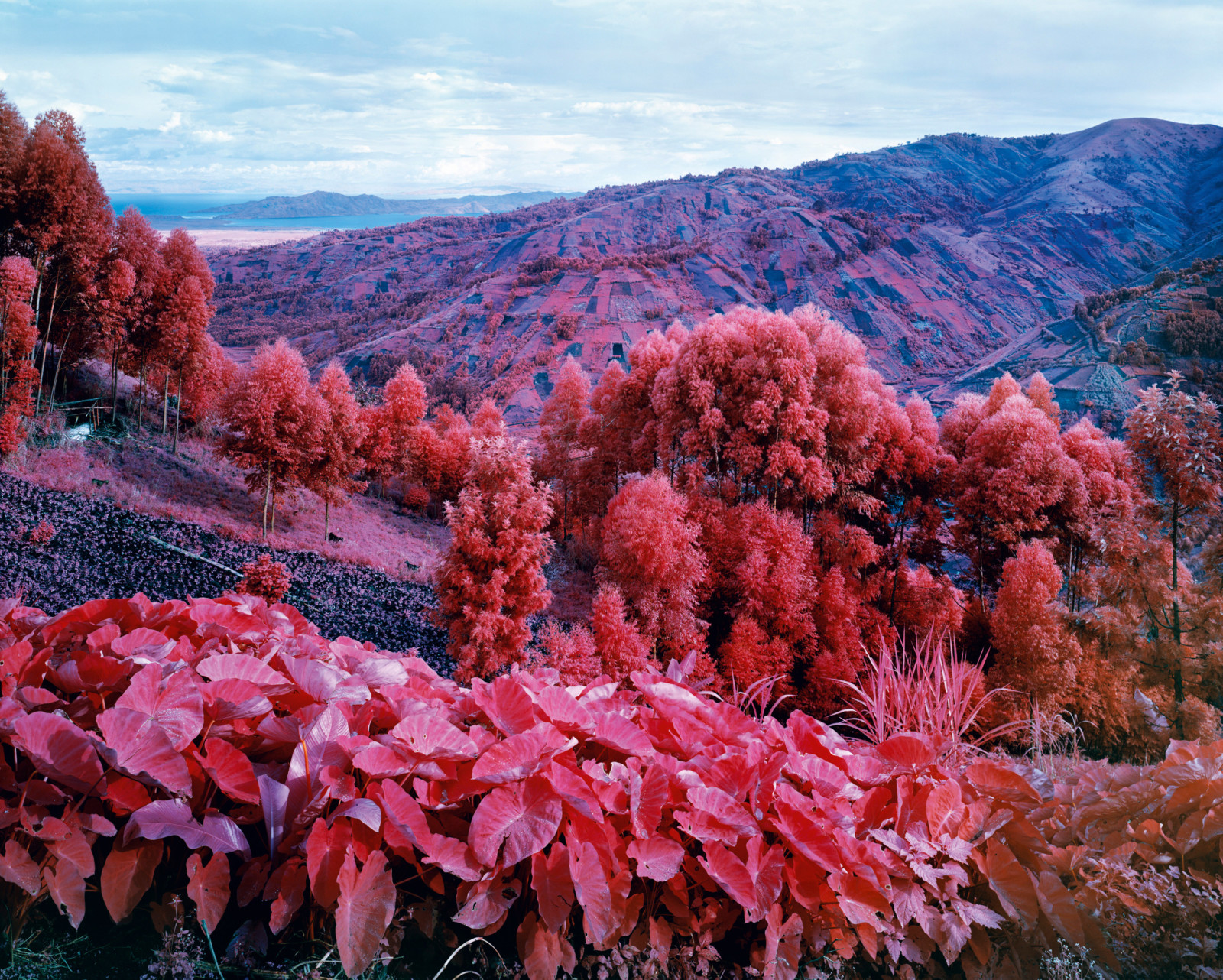 Richard Mosse’s Enclave in Congo – Dreamlike & disturbing