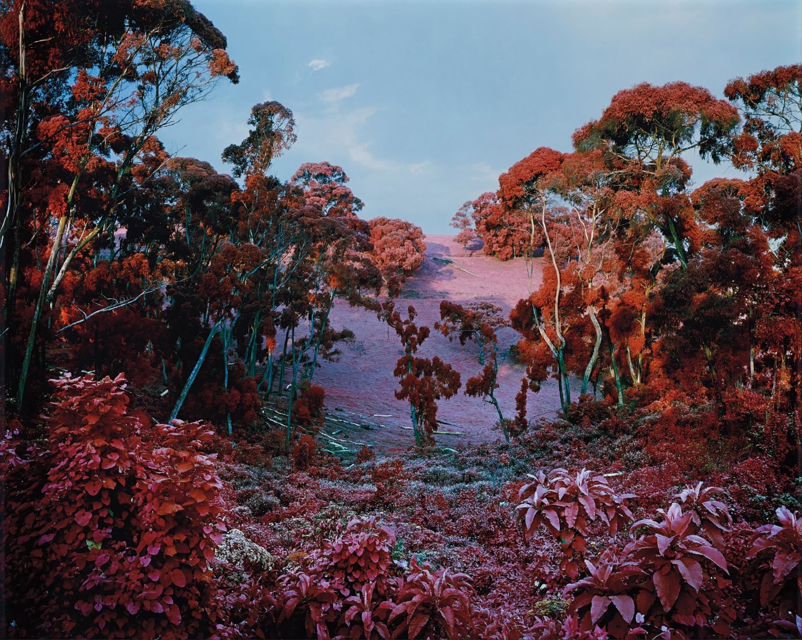 Richard Mosse’s Enclave in Congo – Dreamlike & disturbing