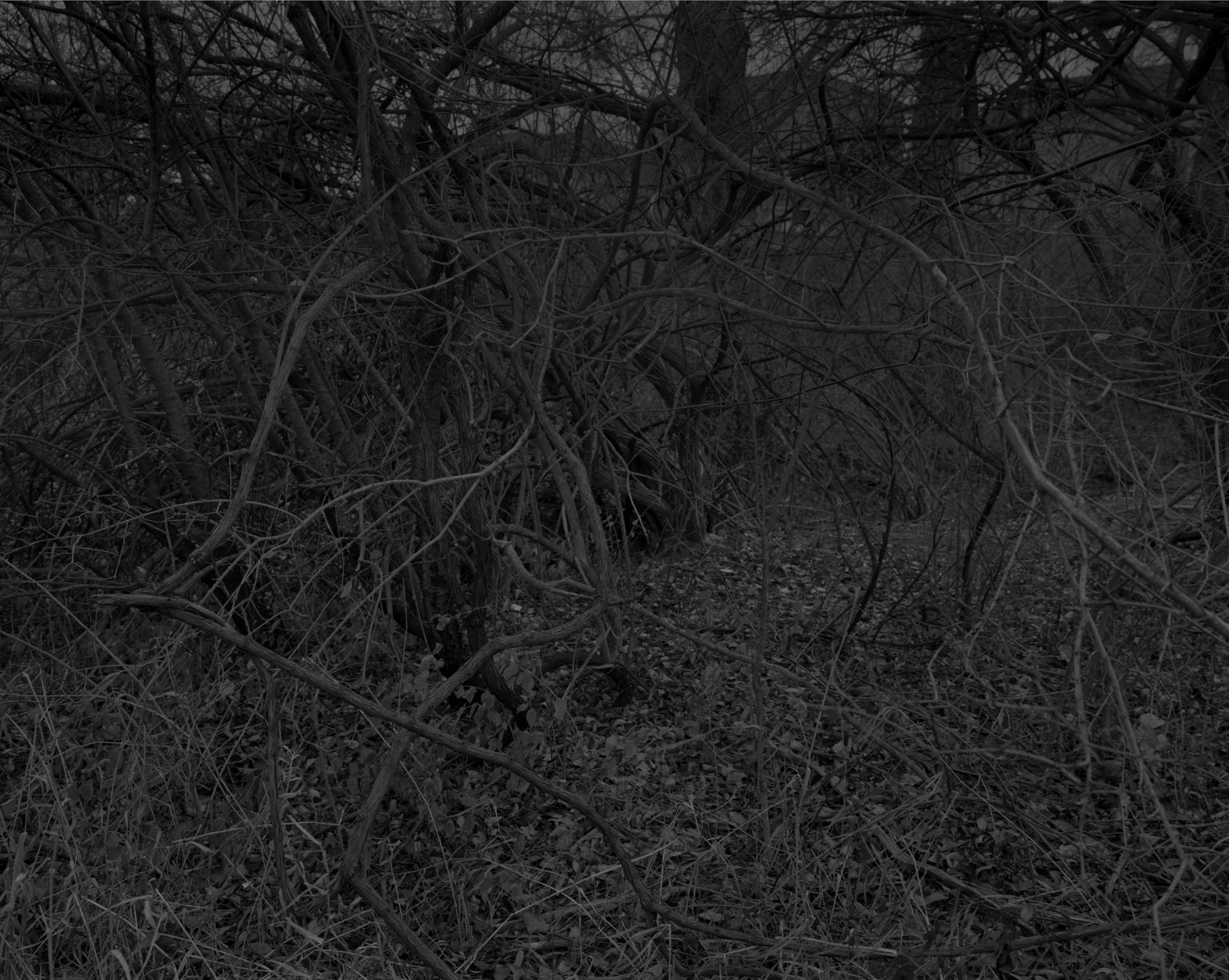 Dawoud Bey’s somber Night Coming Tenderly, Black project