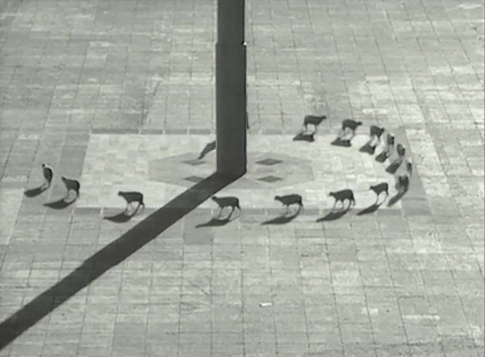 Francis Alÿs’s Cuentos Patrioticos: Sheep marching in patriotic tales